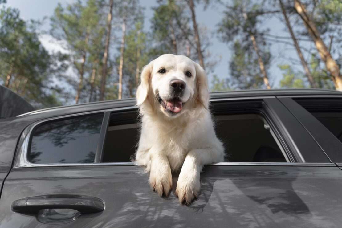 Safe & Reliable Pet Taxi Service UK & Europe | Pet Taxi Express
